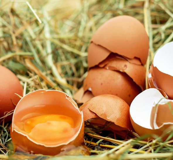 DISPOSABLE PLATES MADE FROM EGGSHELLS – passion for fresh ideas