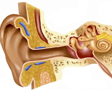 HOW CAN YOU PROTECT YOUR HEARING – passion for fresh ideas